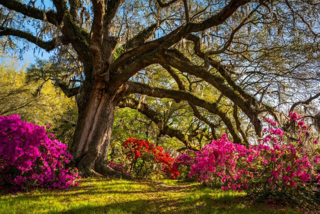 How to Take Care of Oak Trees in Alabama | SandyDumont.com